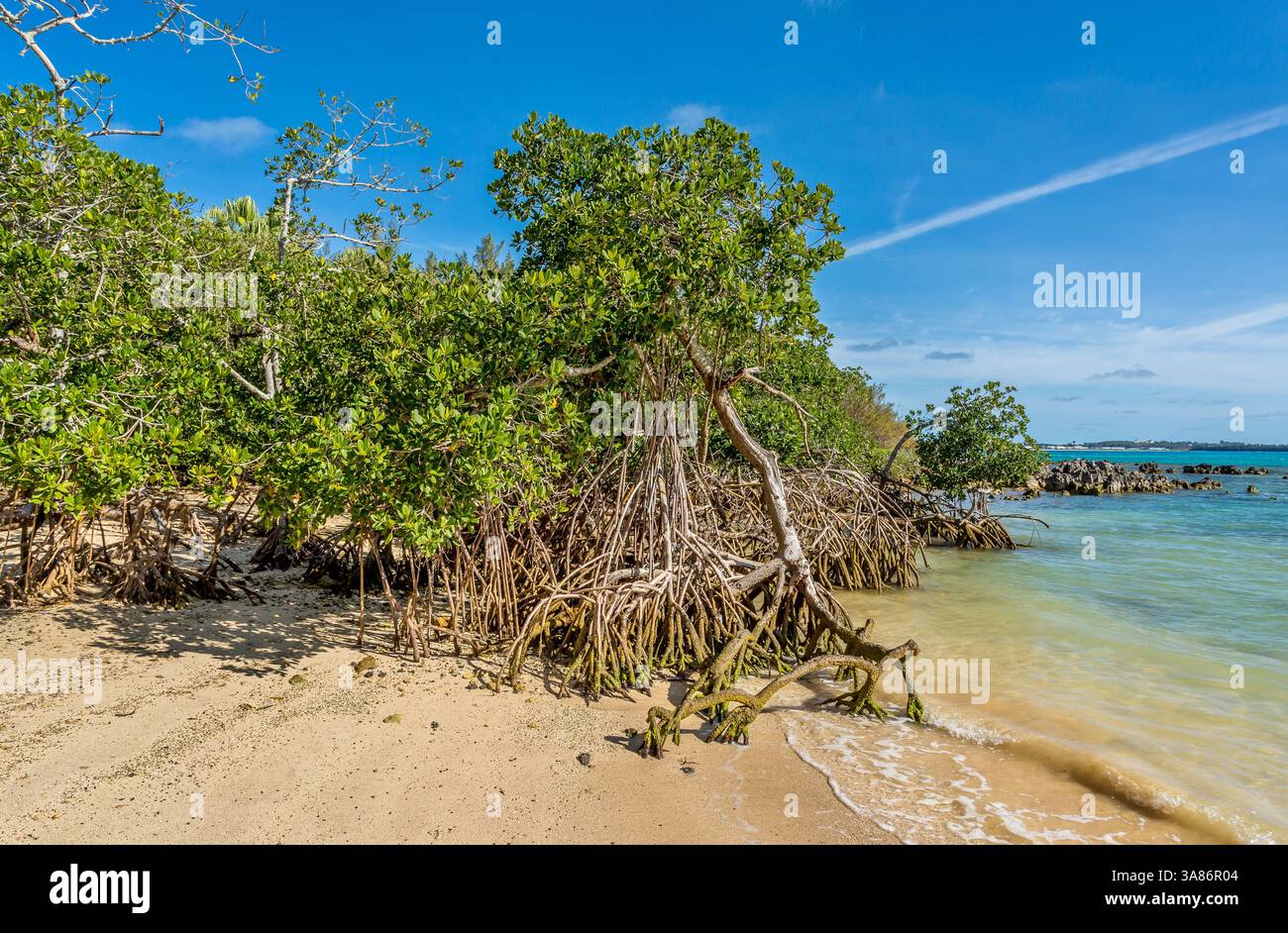 Mangrove trees on the beach at Blue Hole Park, Bermuda Stock Photo - Alamy