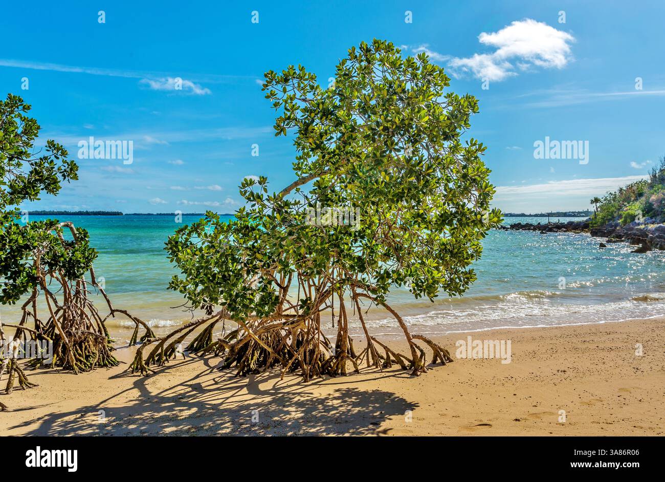 Mangrove trees on the beach at Blue Hole Park, Bermuda Stock Photo - Alamy