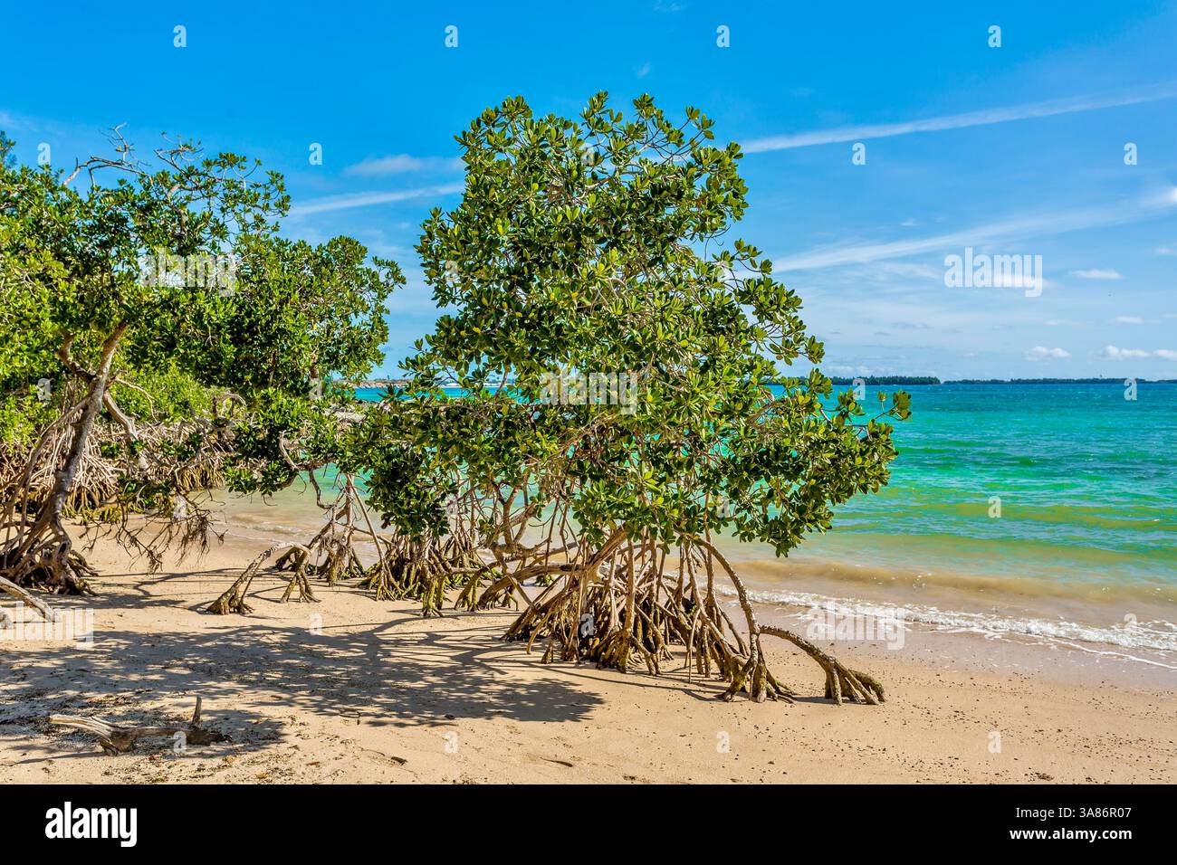 Mangrove trees on the beach at Blue Hole Park, Bermuda Stock Photo - Alamy