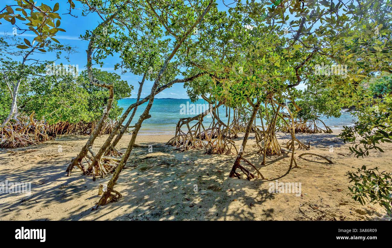Mangrove trees on the beach at Blue Hole Park, Bermuda Stock Photo - Alamy