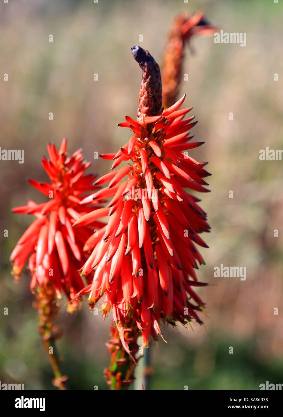 Aloe vera flower, Sao Miguel, Azores Islands, Atlantic, Portugal Stock ...