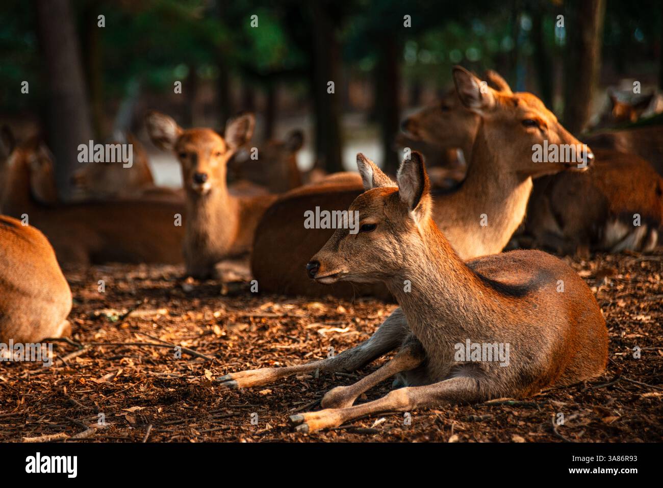 Deer gather in the shady forest of Nara Park, a natural sanctuary ...