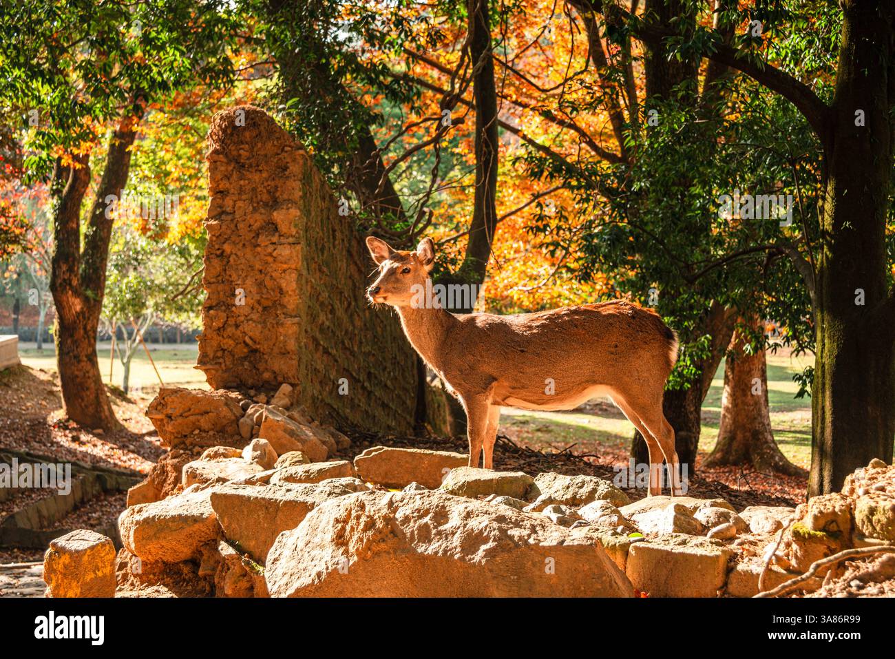 A serene deer resting amid the peaceful forest setting of Nara Park ...