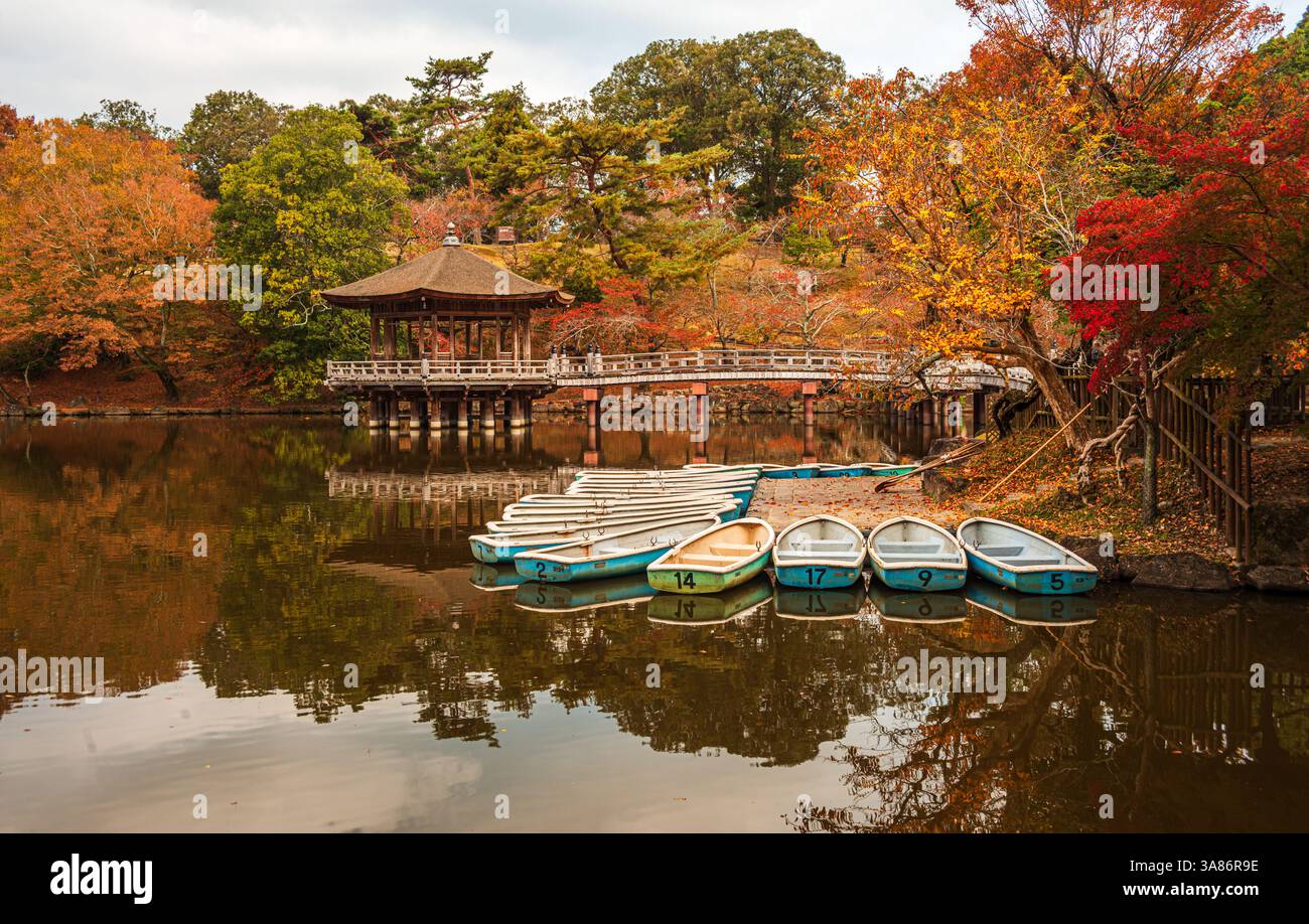 Blue rowing boats neatly docked in a clear reflecting pond, golden ...