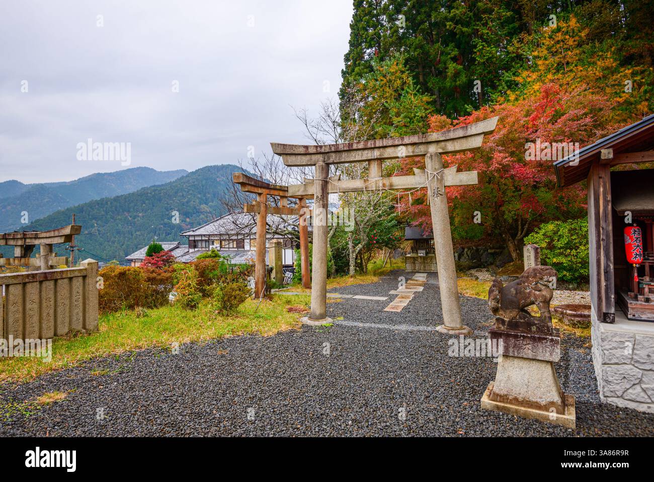 Traditional torii gates surrounded by vivid autumn foliage on Mount ...