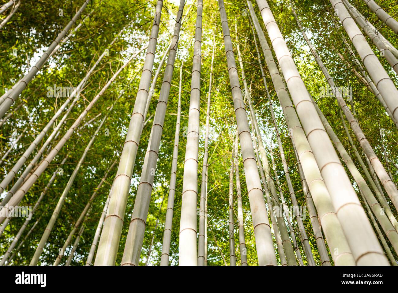 Towering bamboo trees forming a natural canopy in the Arashiyama Bamboo ...