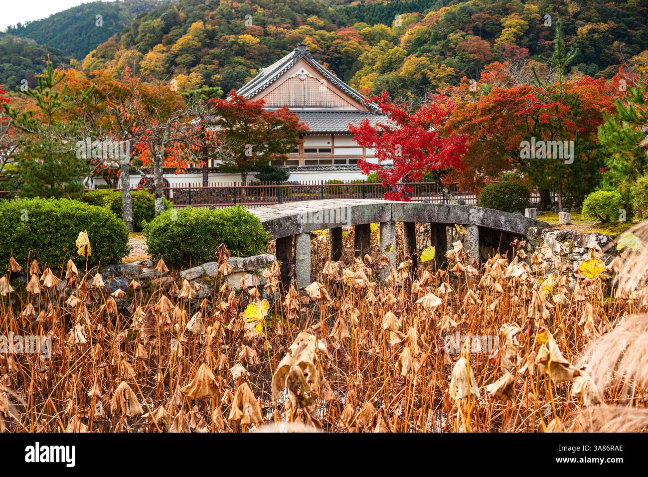 Beautiful Zen garden of Tenryu-ji Temple, UNESCO, with vibrant autumn ...
