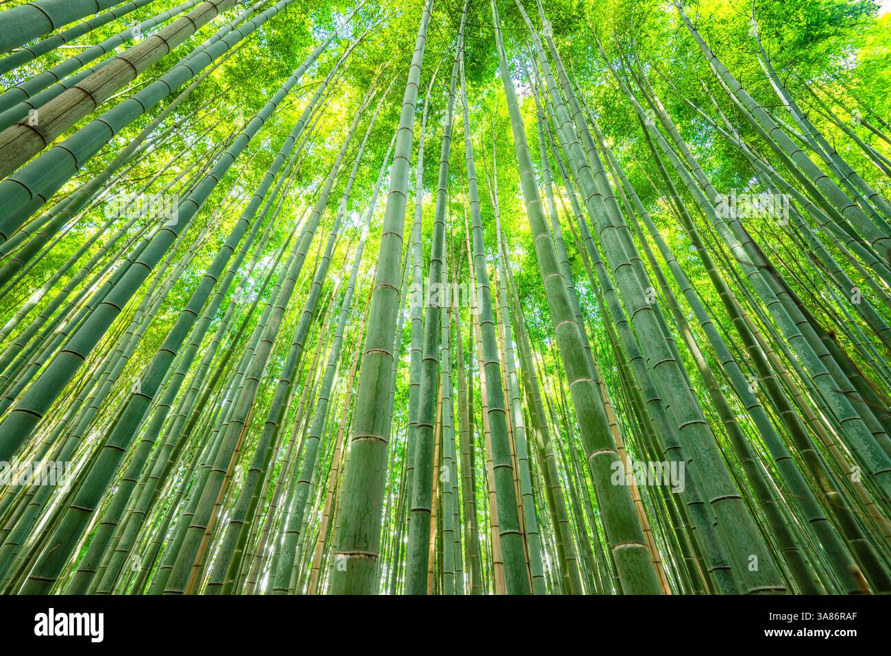 Towering bamboo trees forming a natural canopy in the Arashiyama Bamboo ...
