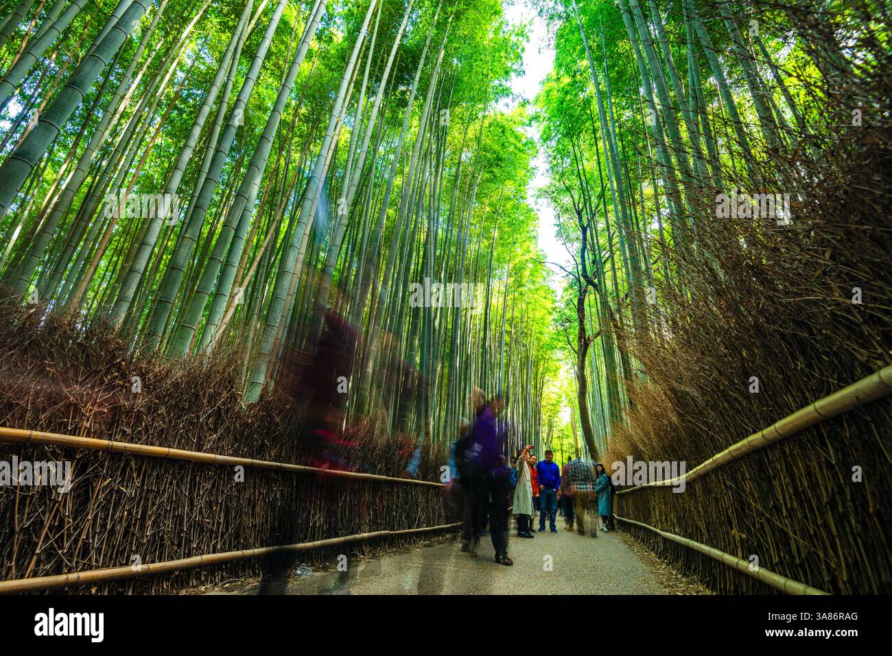 Visitors strolling along the iconic path of Arashiyama Bamboo Grove ...