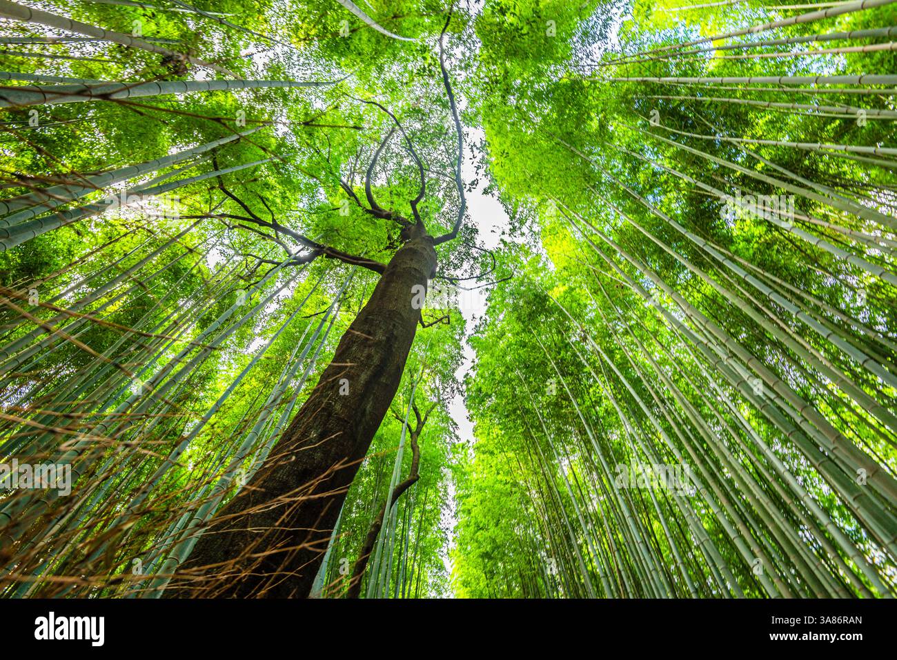 Arashiyama bamboo grove in Kyoto, Honshu, Japan Stock Photo - Alamy