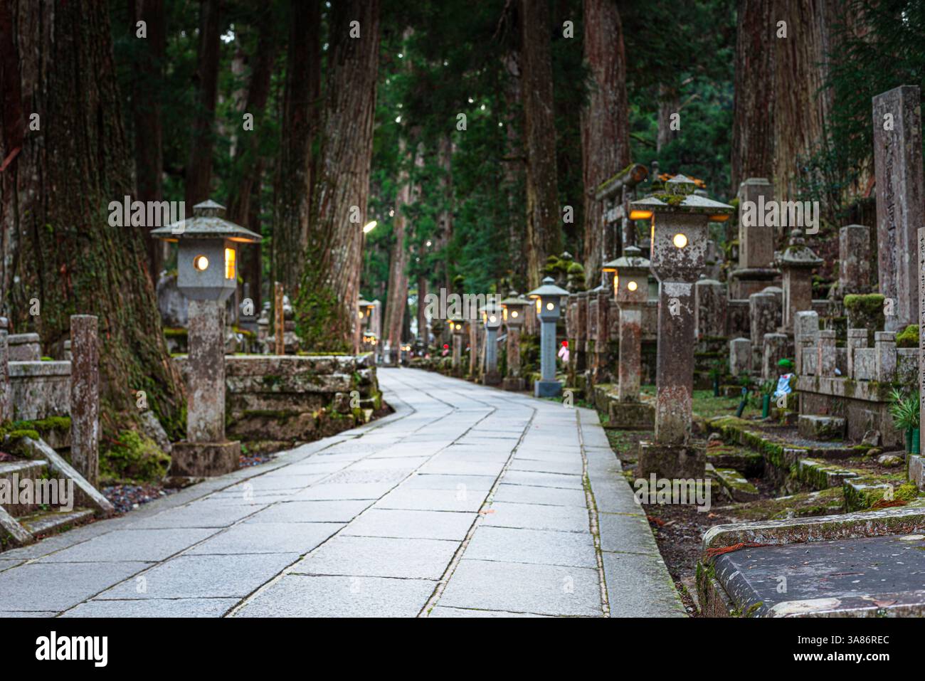 A serene stone path flanked by lanterns and towering trees, leading ...