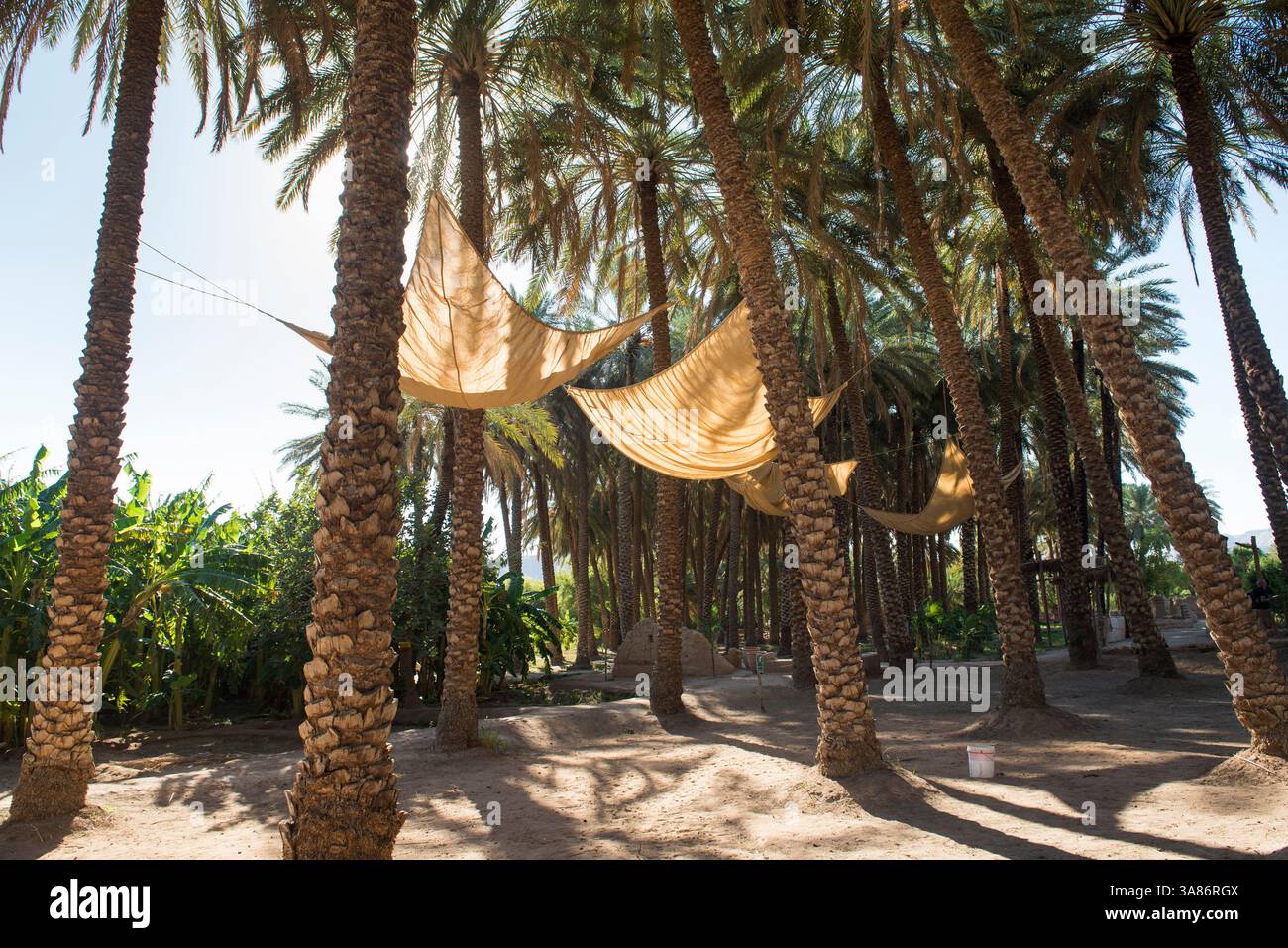 Date palm grove in the oasis of AlUla, Medina Province, Saudi Arabia ...