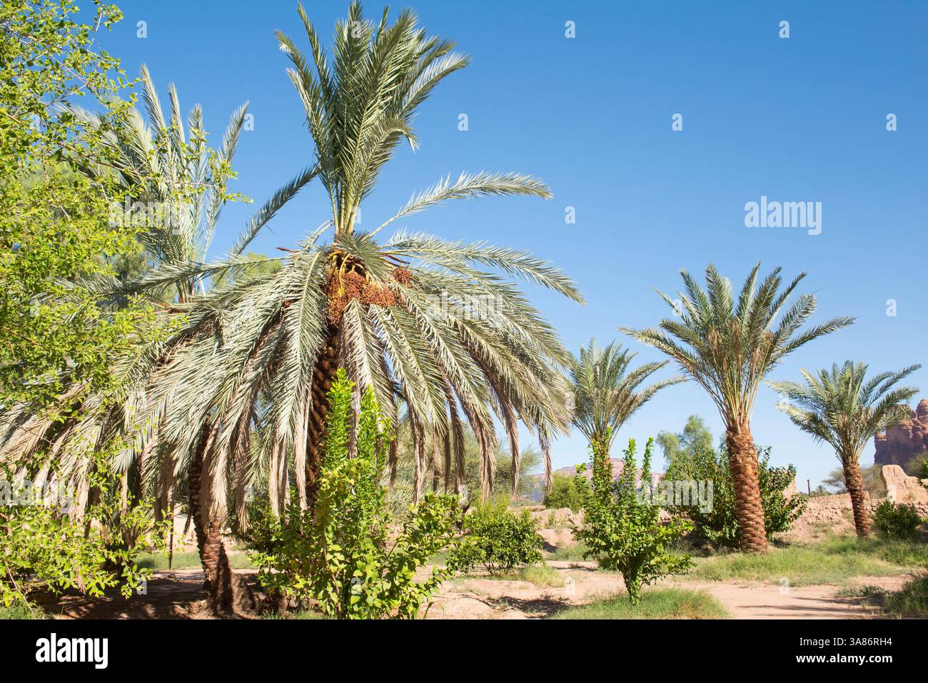 Date palm grove in the oasis of AlUla, Medina Province, Saudi Arabia ...