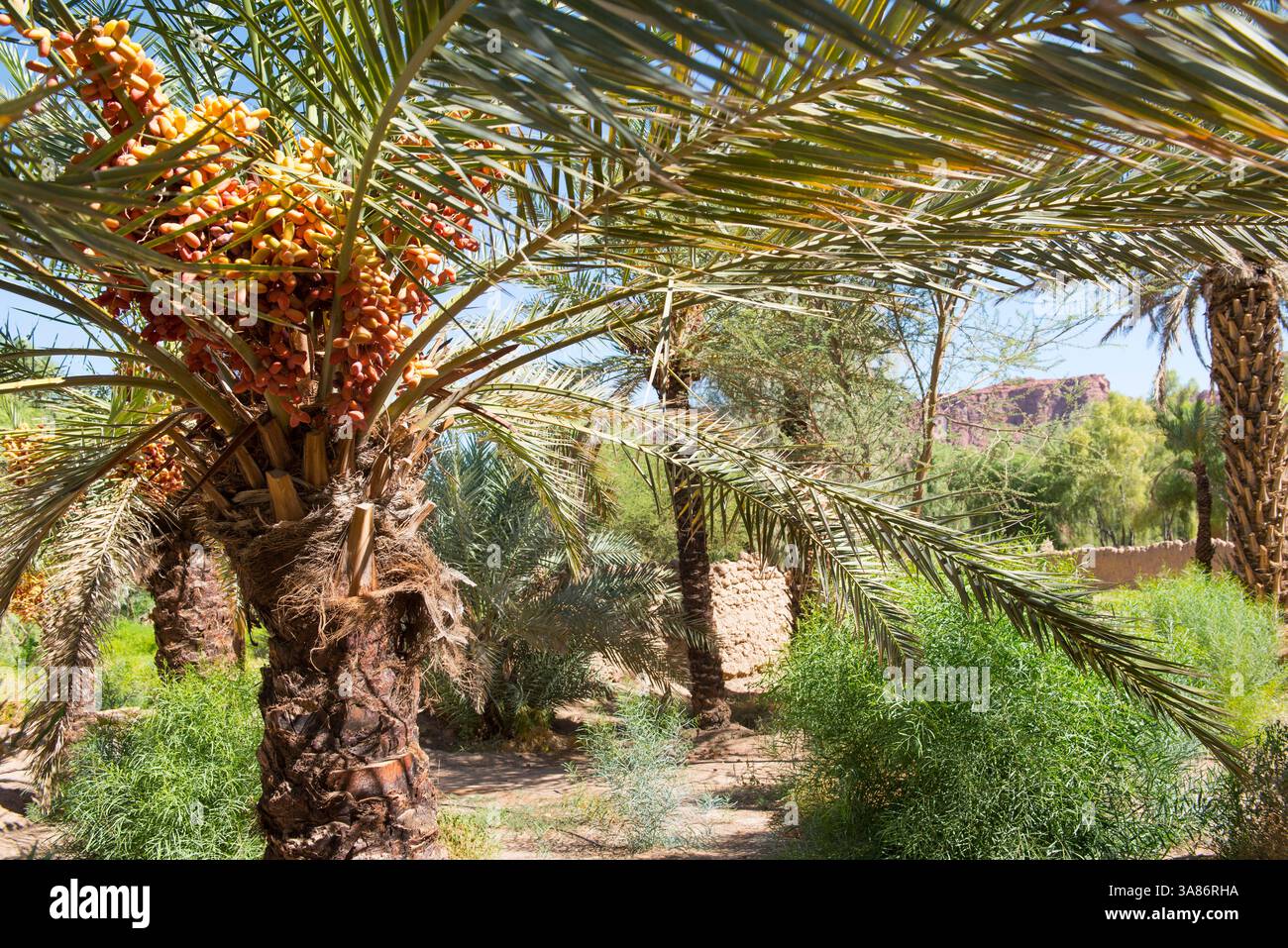 Date bunches in a palm grove of the oasis of AlUla, Medina Province ...