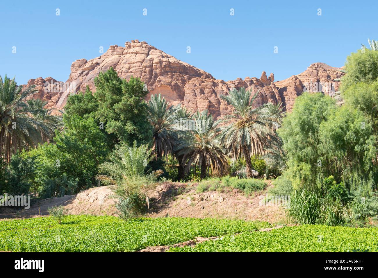 Gardens in the date palm grove in the Oasis of AlUla, Medina Province ...