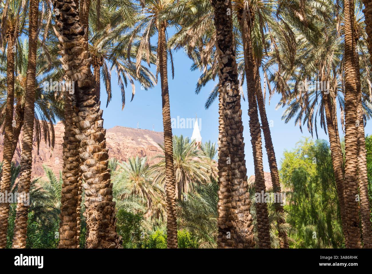 Date palm grove in the oasis of AlUla, Medina Province, Saudi Arabia ...