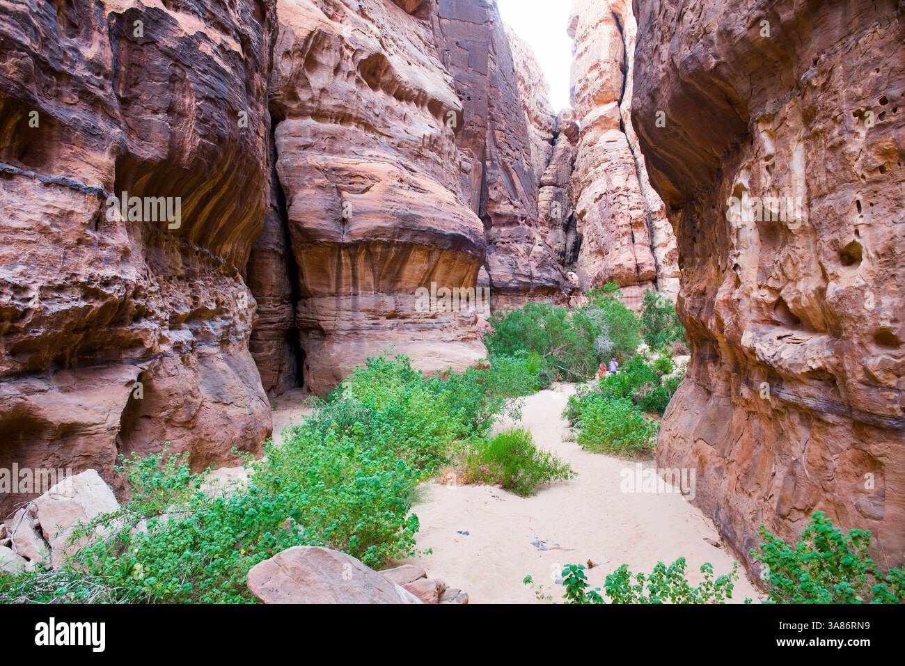 Canyon with sandstone walls in the Sharaan Nature Reserve, AlUla ...