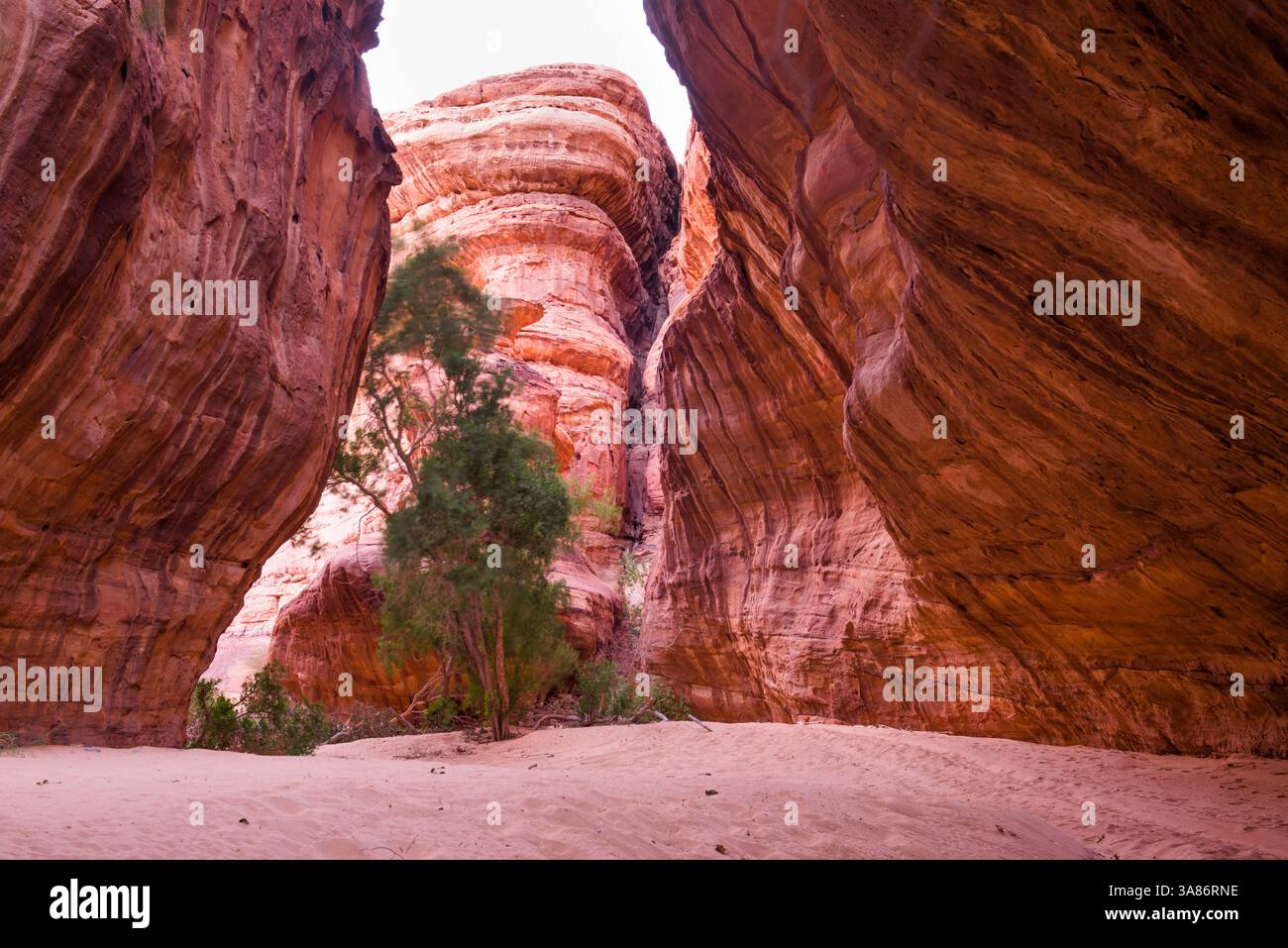 Canyon with sandstone walls in the Sharaan Nature Reserve, AlUla ...