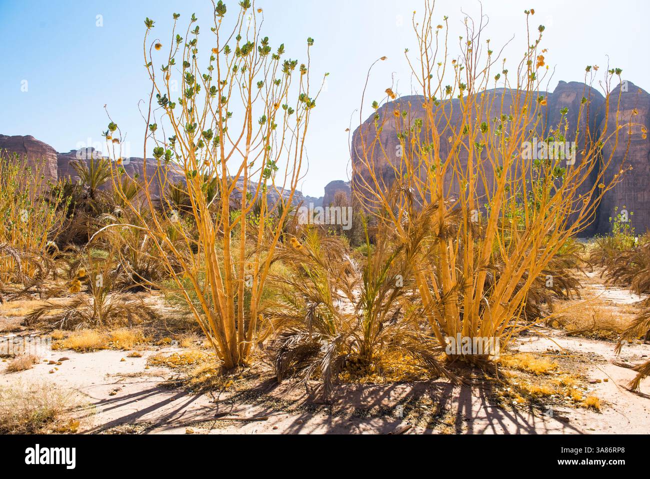 Palm plantation colonized by invasive Sodom apple plant (Calotropis ...