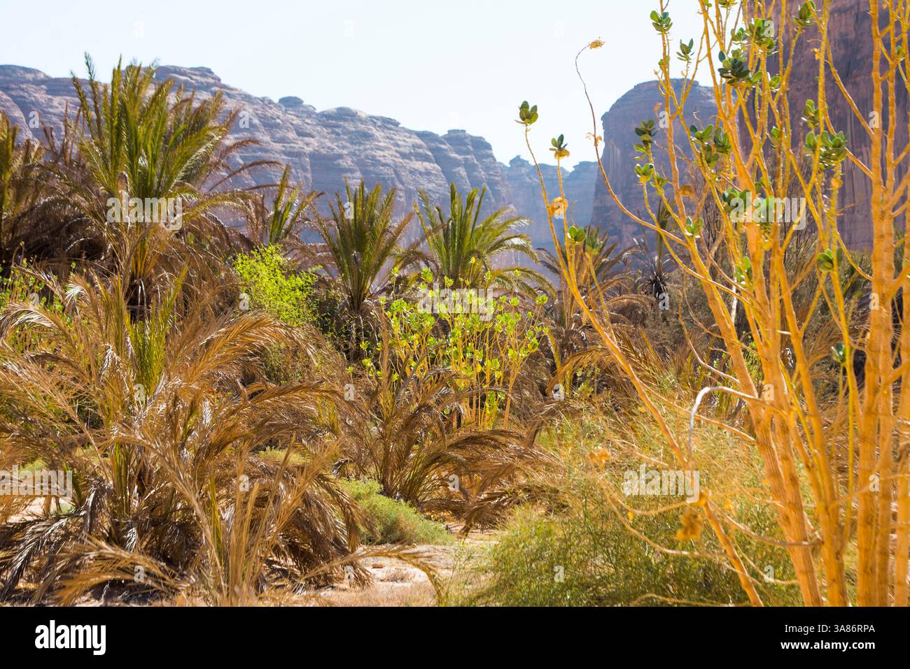 Palm plantation colonized by invasive Sodom apple plant (Calotropis ...