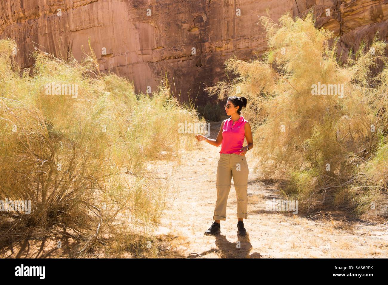 Rana El Zein, Deputy Director at AFALULA, and White saxaul (Haloxylon ...