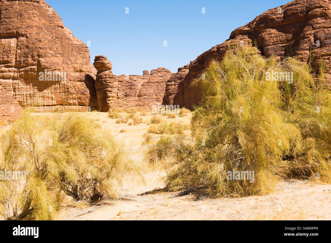 White saxaul (Haloxylon persicum), Sharaan Nature Reserve, AlUla ...