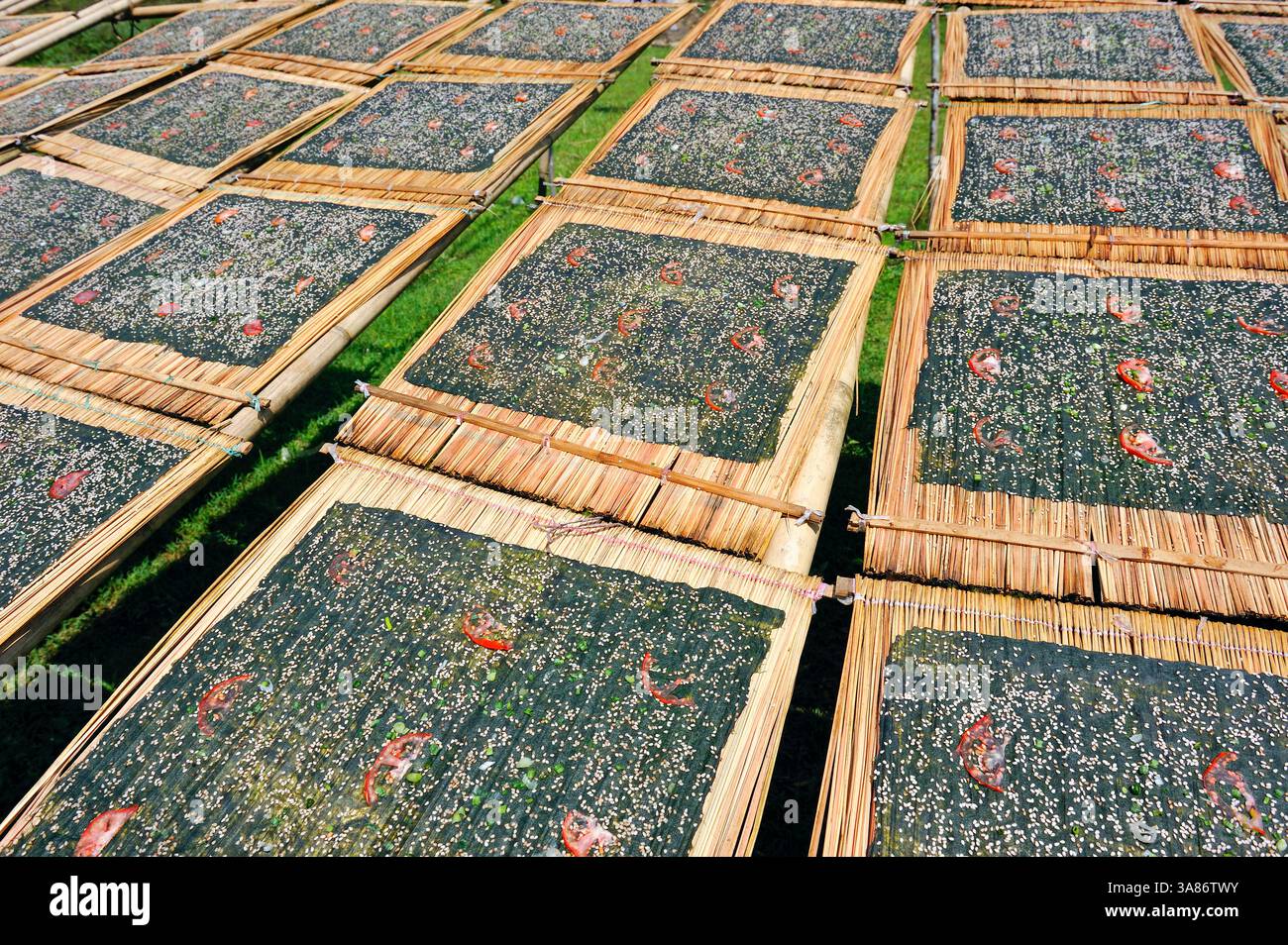 Sun drying of Kai Paen, dried river weed sheets sprinkled with sesame ...