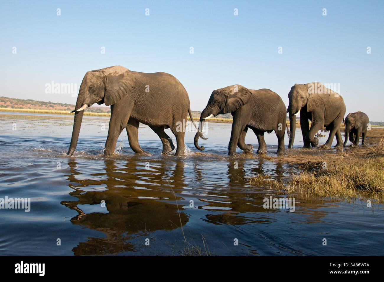River Chobe wildlife, elephants, Botswana Stock Photo - Alamy