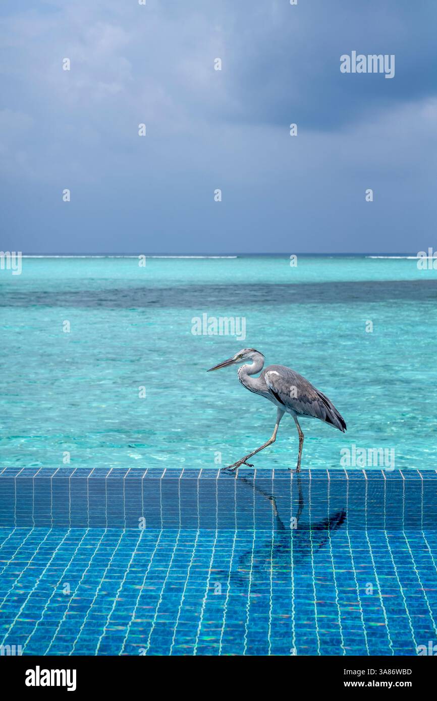 Swimming on edge indian ocean hi-res stock photography and images - Alamy