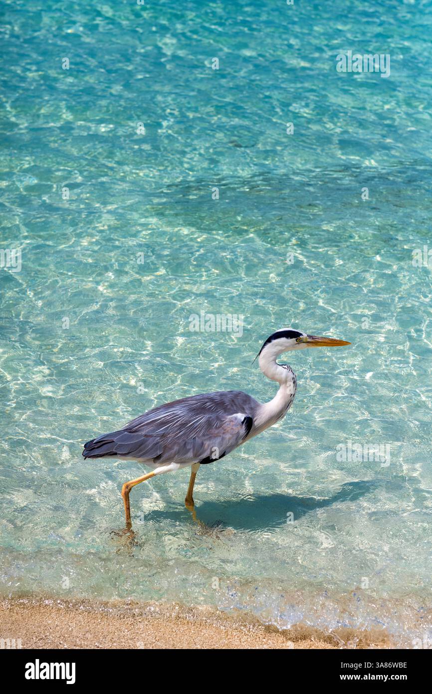 Grey Heron (Maakana) on the shoreline of the lagoon on an exotic Island ...