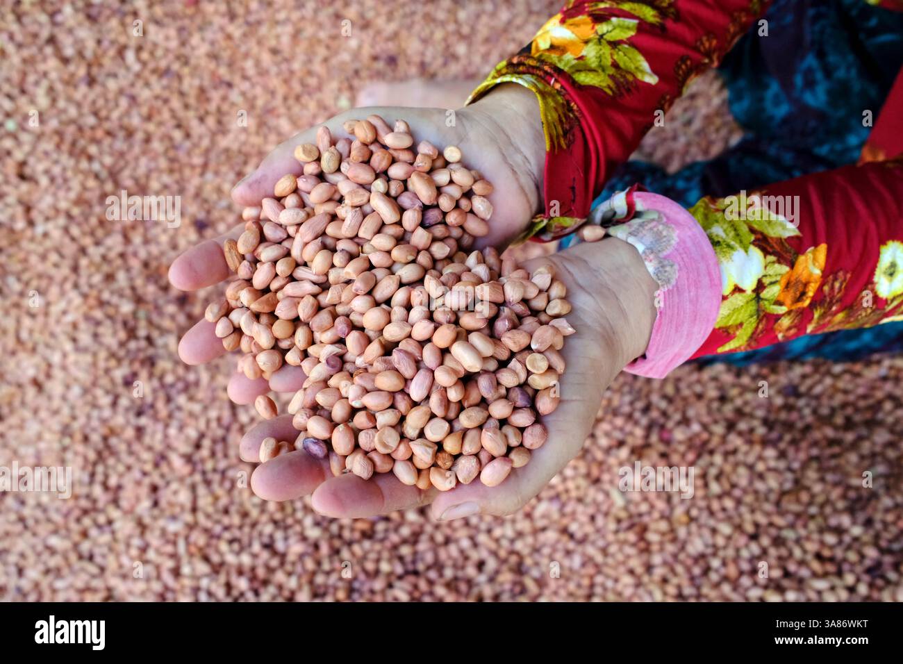 Peanut production factory, workers sorting peanuts by size and quality ...