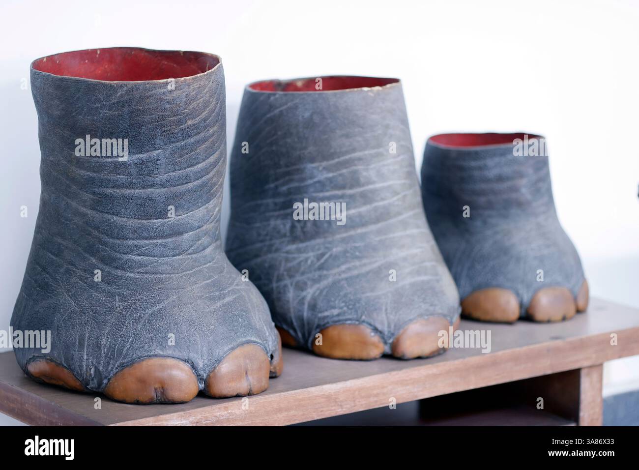 Elephant feet on display, The Reunification (Independence) Palace ...
