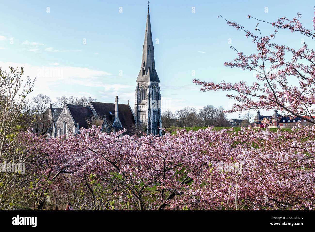 Cherry Blossom in Langelinie park on a beautiful spring day. Sakura ...