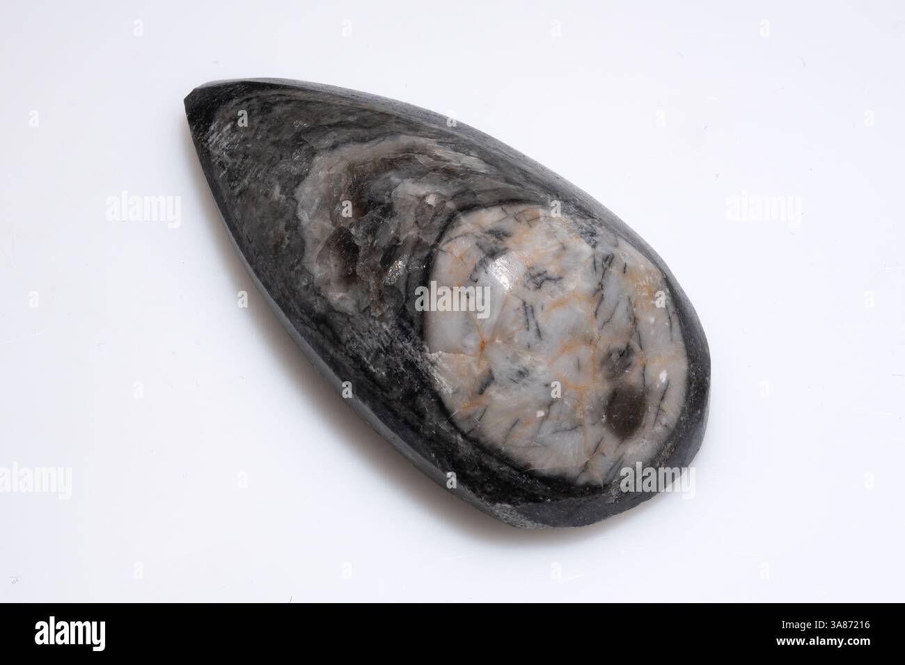 Detailed Polished Fossil Trilobite Specimen with Visible Exoskeleton ...