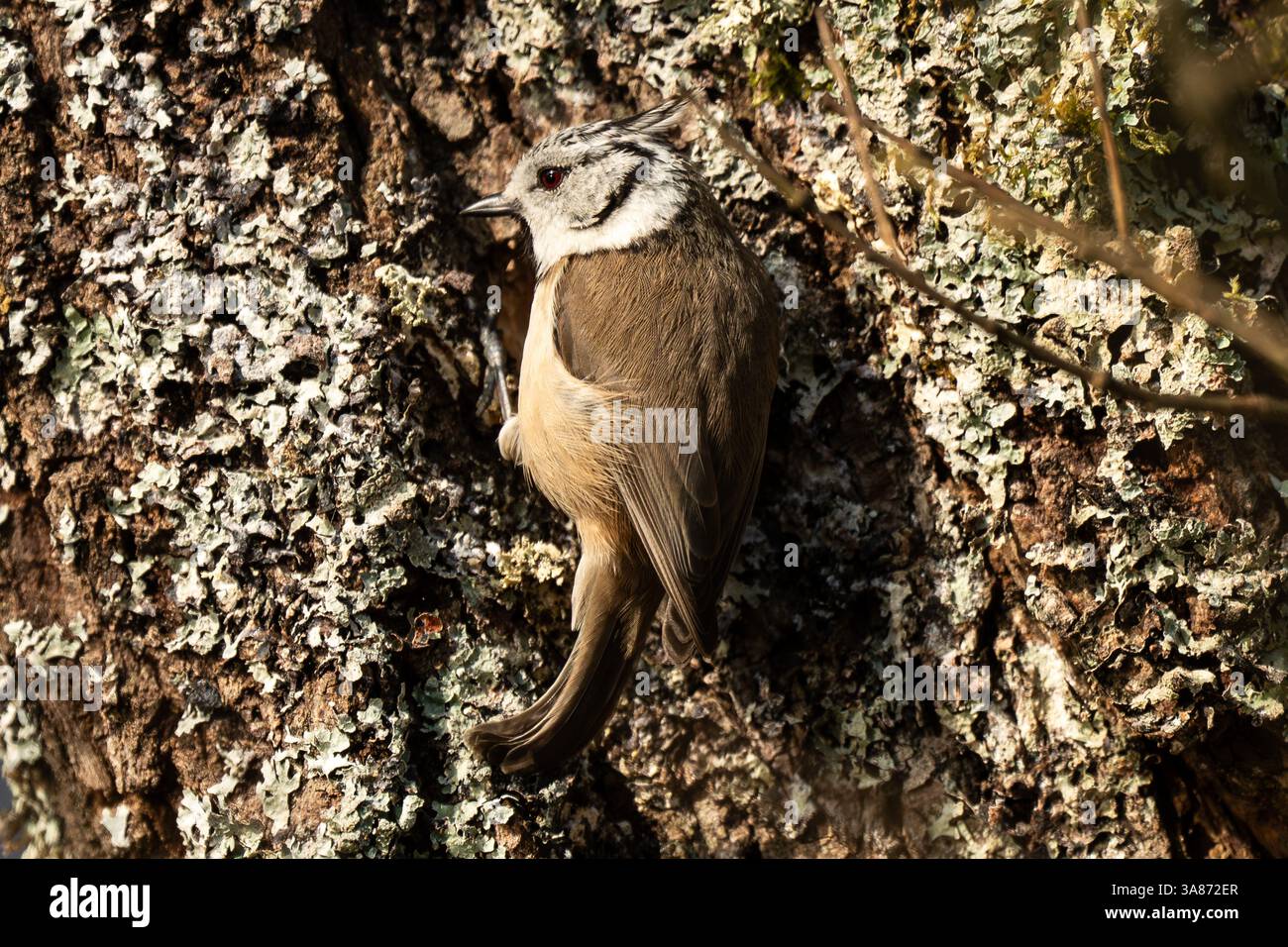 28 March 2025, Baden-Württemberg, Rottweil: A crested tit clings to a ...