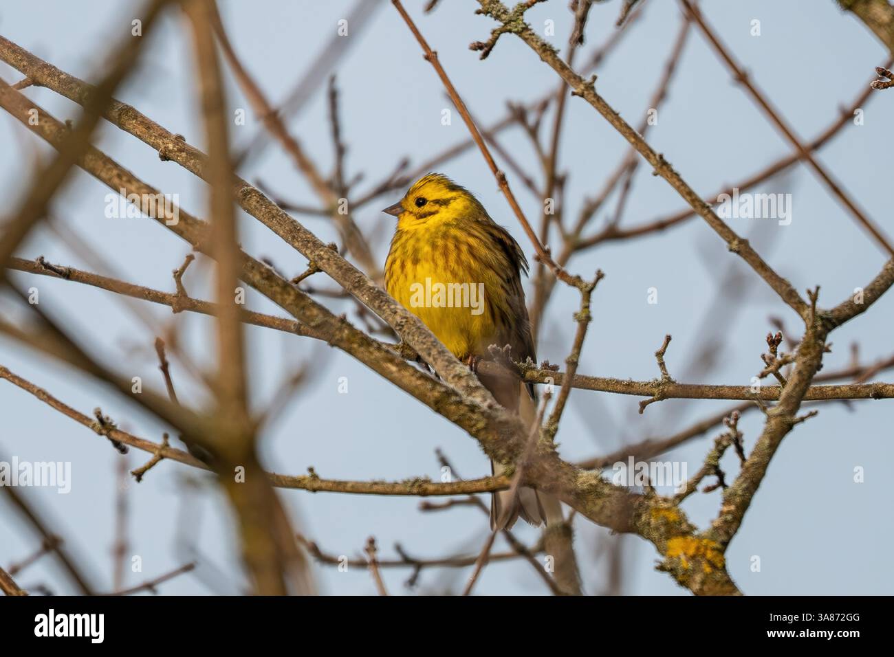 28 March 2025, Baden-Württemberg, Rottweil: A yellowhammer clings to a ...