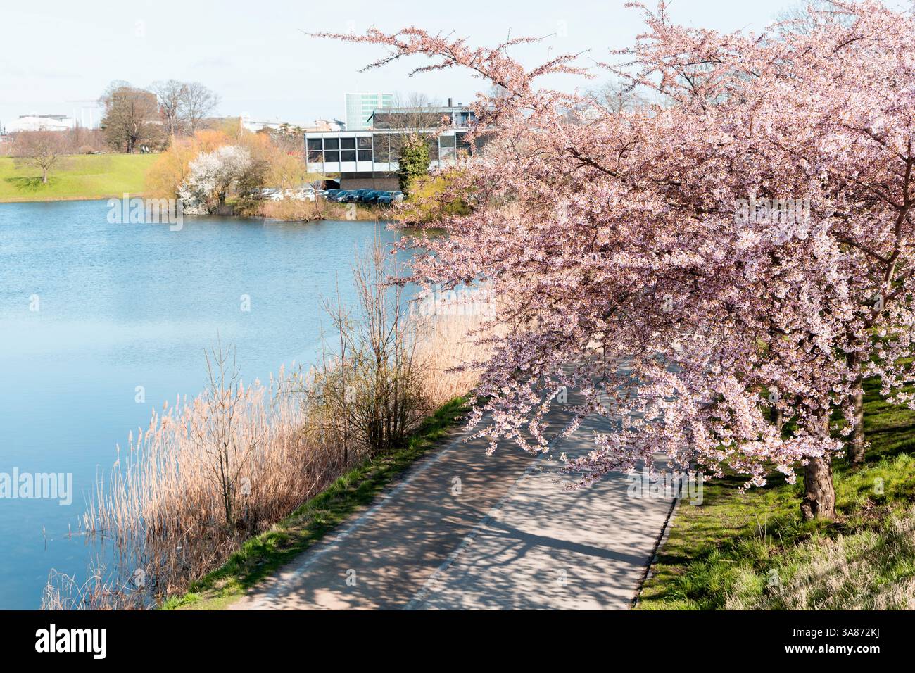 Cherry Blossom in Langelinie park on a beautiful spring day. Sakura ...