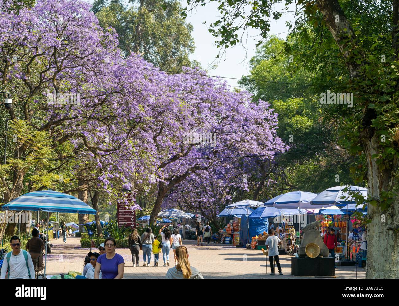 Jacaranda mimosifolia trees in flower, Bosque de Chapultepec Park ...