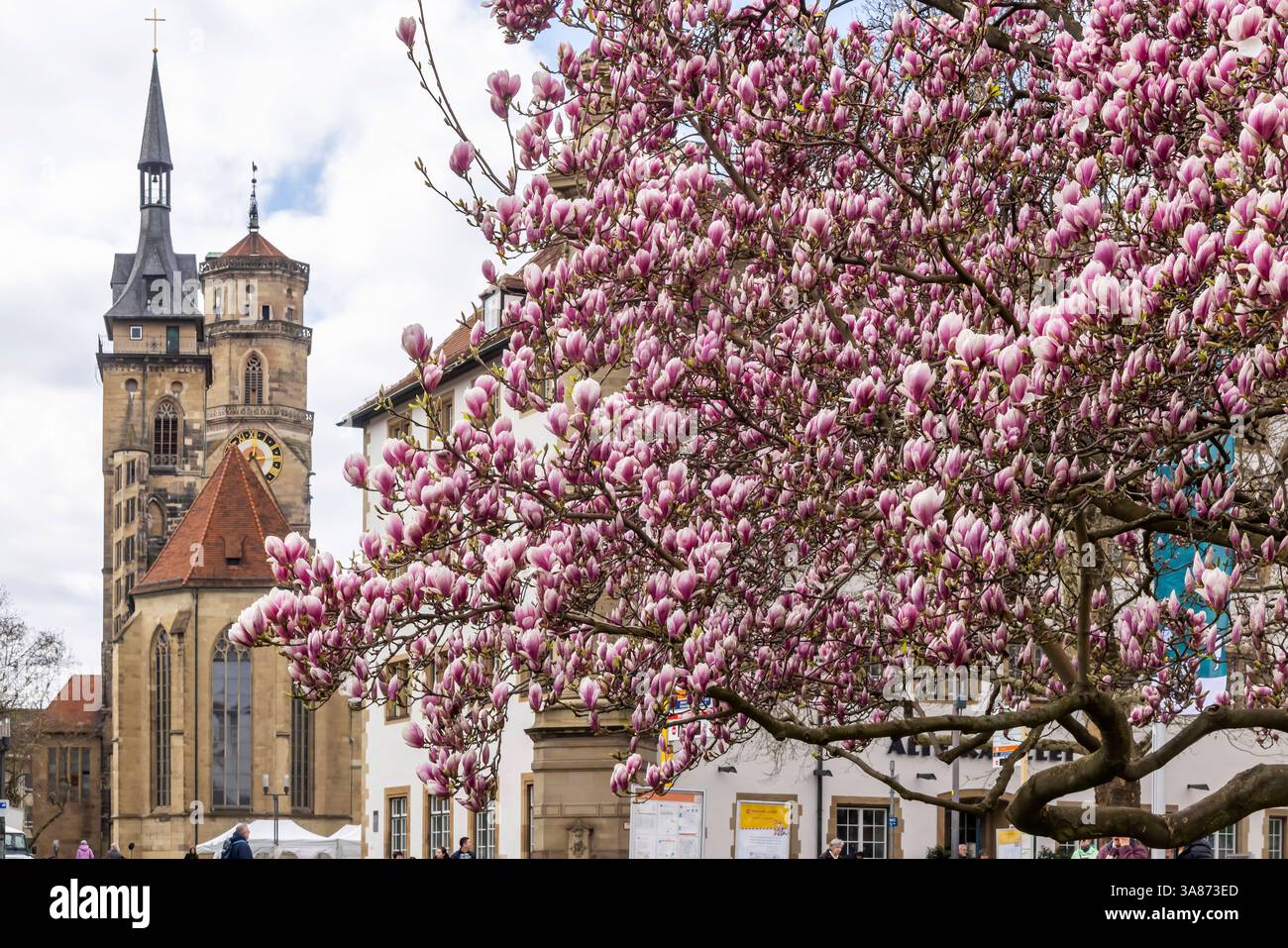 Magnolienblüte in Stuttgart. Magnolien Magnolia blühen im Frühjahr am ...