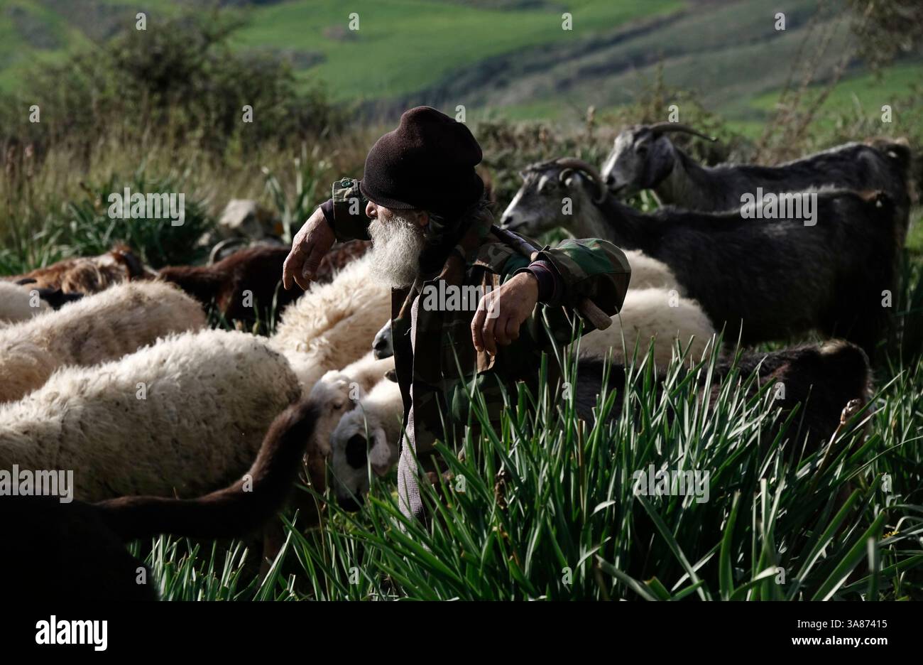 Grazing sheep shepherd sheepdog hi-res stock photography and images - Alamy