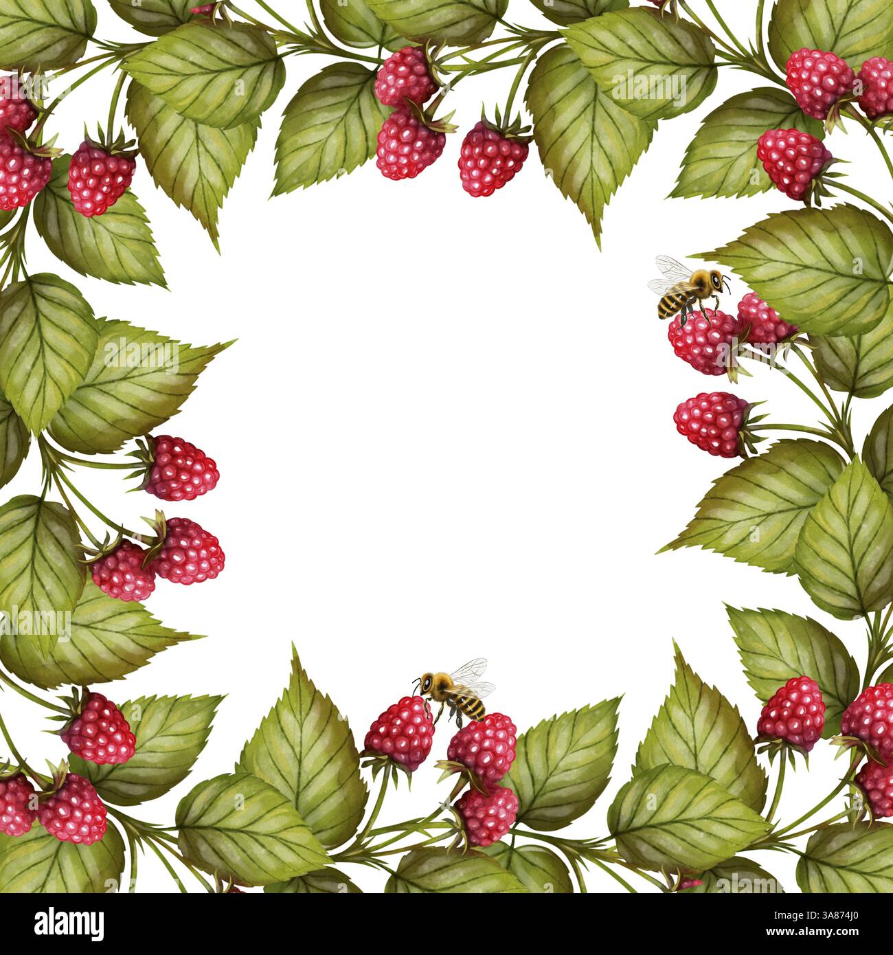 Watercolor frame of ripe raspberries and green leaves. Hand-painted ...