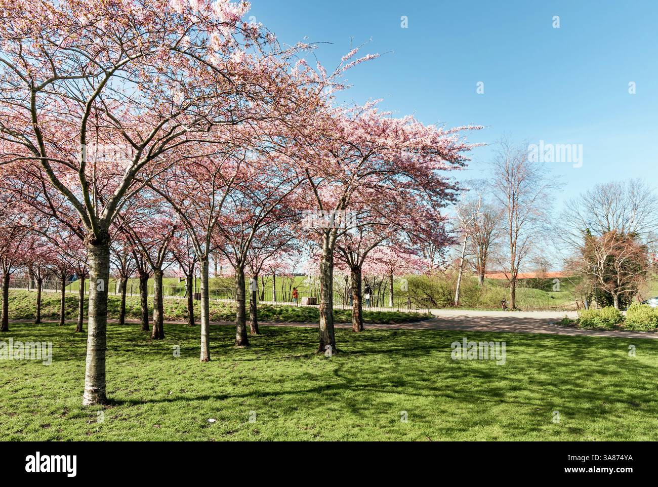 Cherry Blossom in Langelinie park on a beautiful spring day. Sakura ...