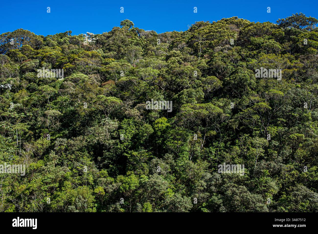 Uninterrupted canopy hi-res stock photography and images - Alamy