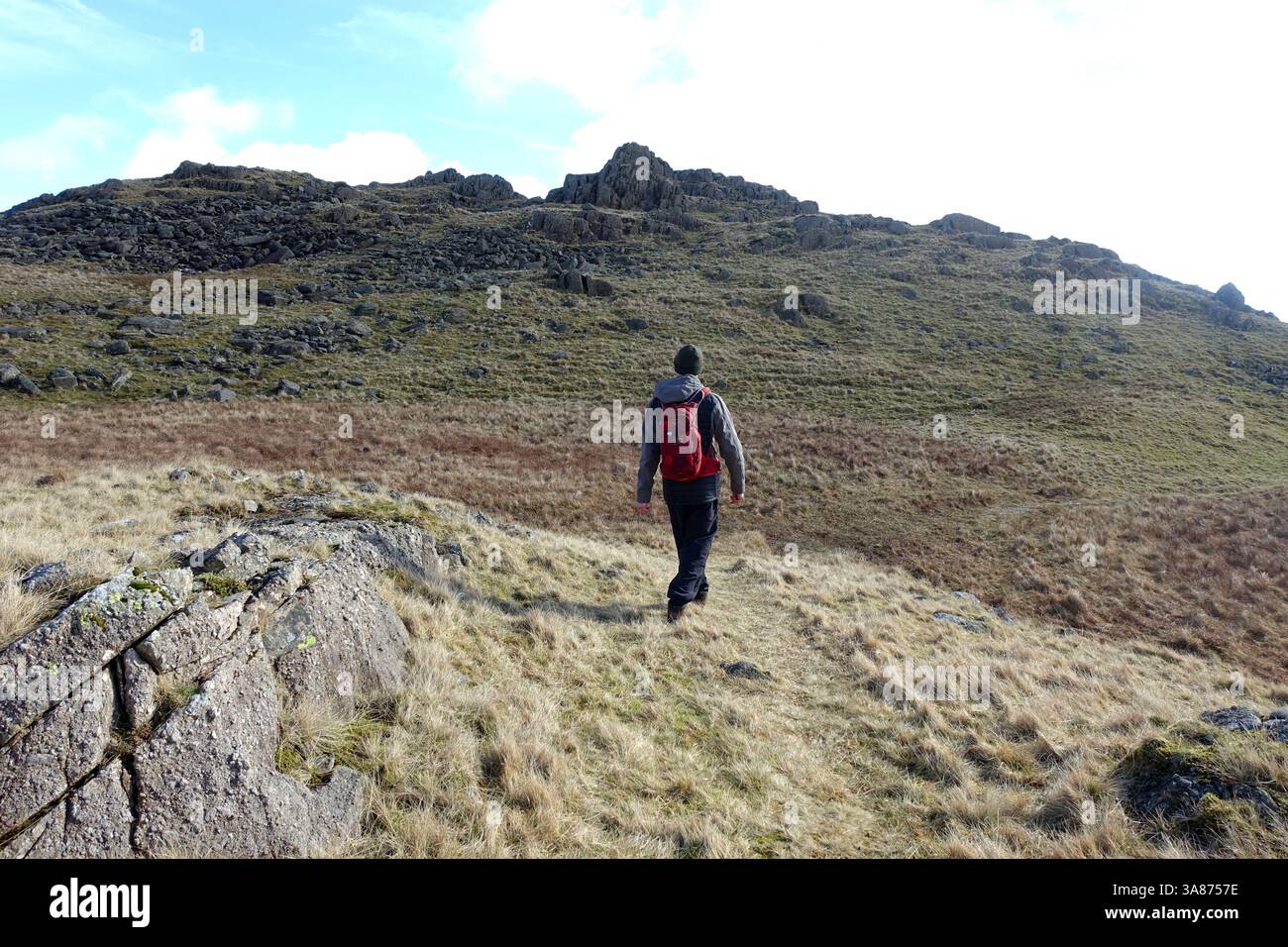 Man (Hiker) Walking Over Rough Moorland to the Summit of the Wainwright ...