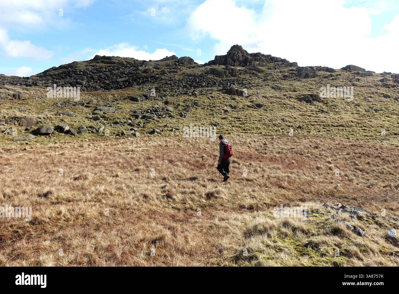 Man (Hiker) Walking Over Rough Moorland to the Summit of the Wainwright ...