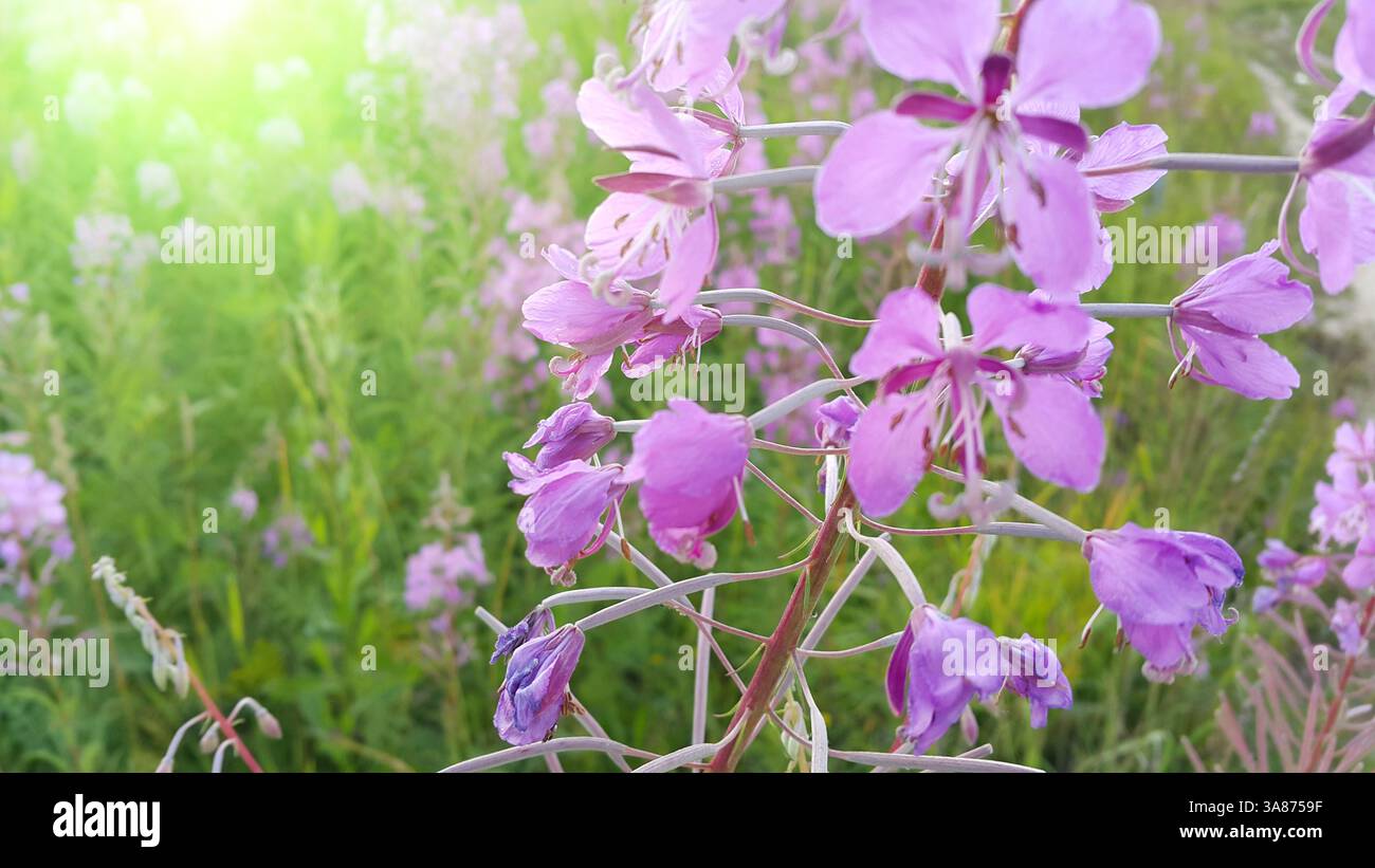Pink flowers of fireweed (Epilobium or Chamerion angustifolium) in bloom Stock Photo - Alamy