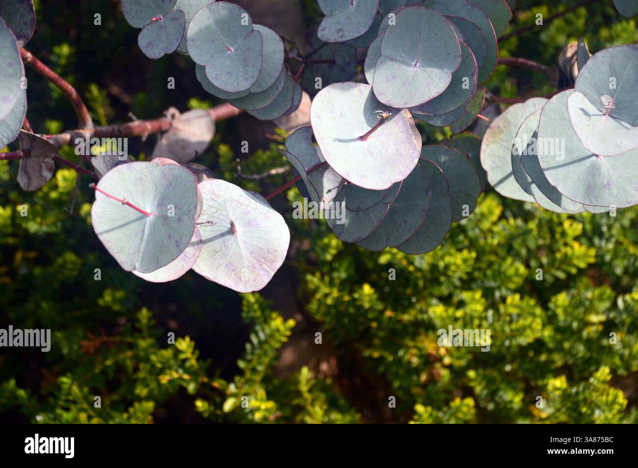 Eucalyptus Perriniana (Spinning Gum) Leaves Grown at RHS Garden Harlow ...