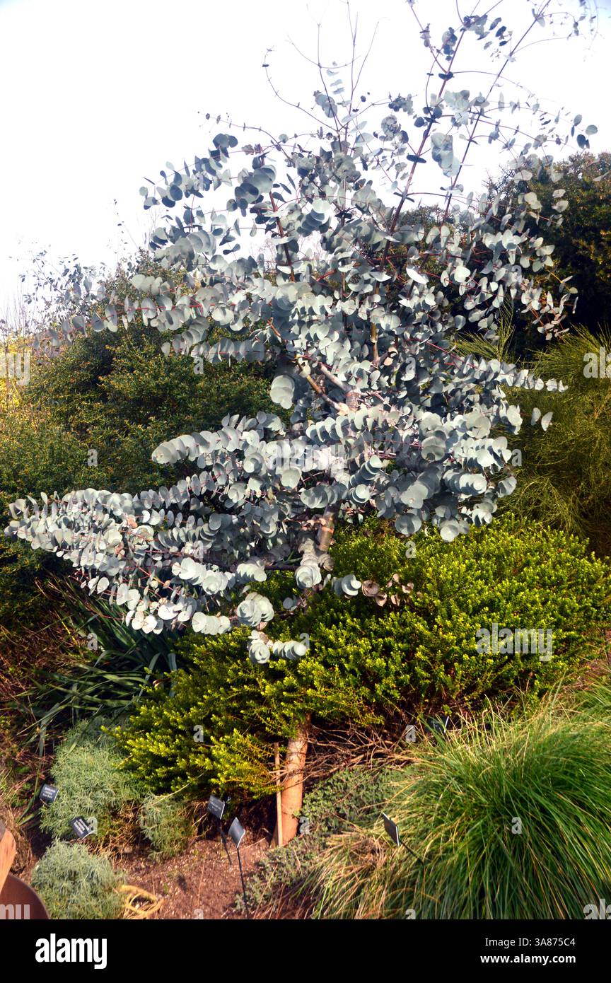 Eucalyptus Perriniana (Spinning Gum) Leaves Grown at RHS Garden Harlow ...