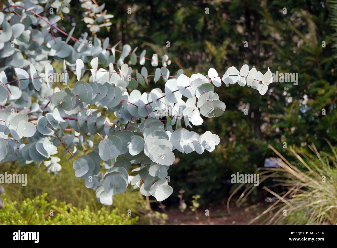 Eucalyptus Perriniana (Spinning Gum) Leaves Grown at RHS Garden Harlow ...