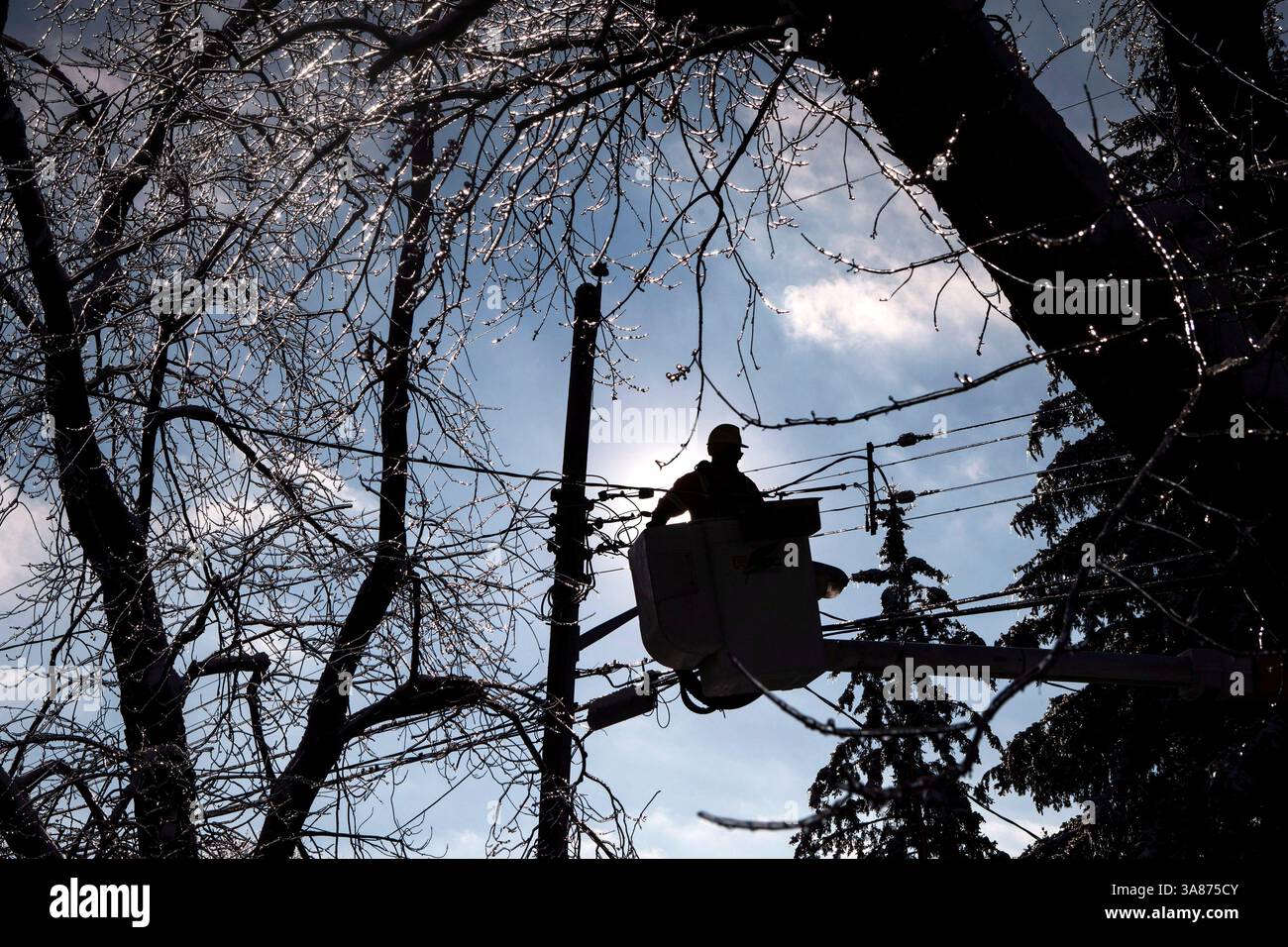 A Toronto Hydro line worker works in a Scarborough neighbourhood on ...